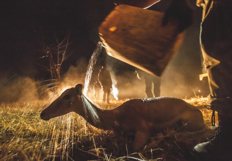 Sioma Ngwezi National Park Receives Wildlife Boost