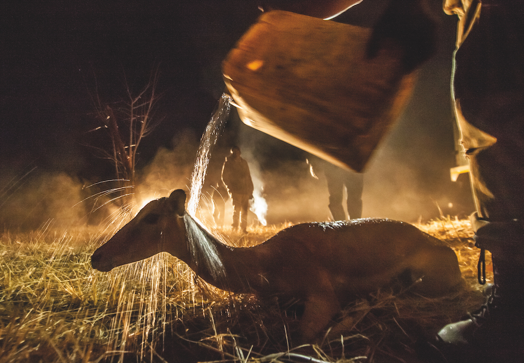 Sioma Ngwezi National Park Receives Wildlife Boost