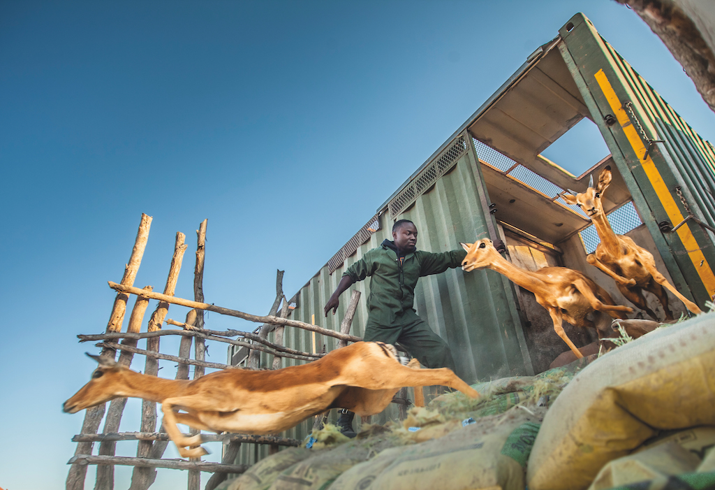 Sioma Ngwezi National Park Receives Wildlife Boost